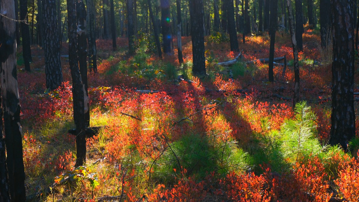 Exploring Batsto Lake Trail: A Tranquil Escape – Triple Bolt Gazette